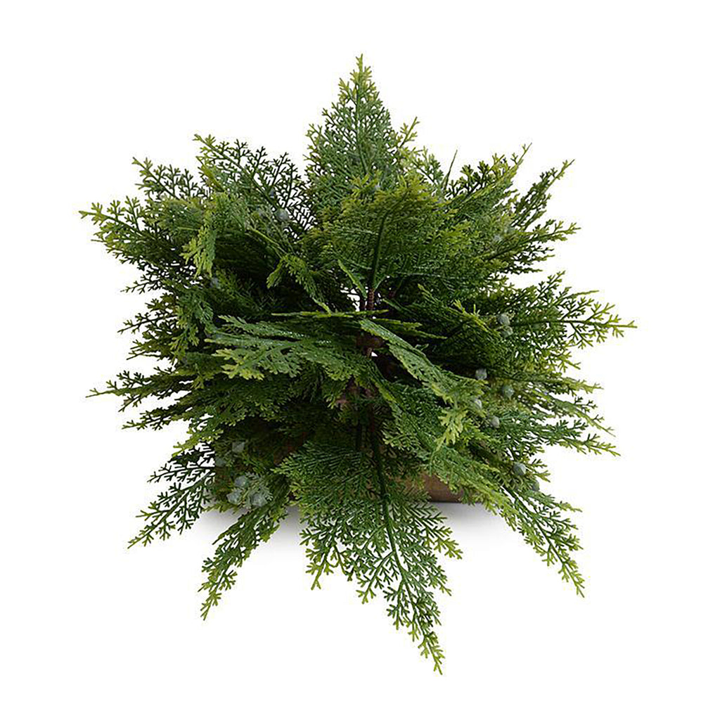 Enduraleaf 30" Arborvitae Shrub – Willow Creek Designs